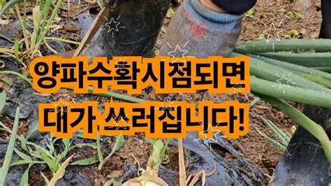 양파양파수확 Youtube