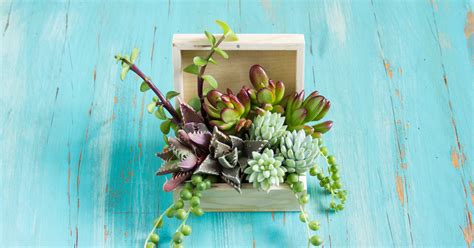 Fun And Clever Succulent Projects Succulents And Sunshine