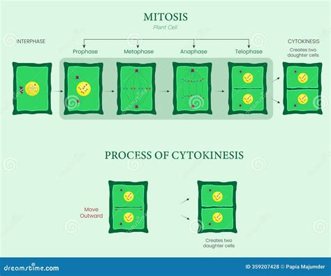 Plant Cell Mitosis Through Meiosis
