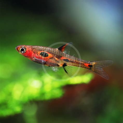 Glowlight Rasbora