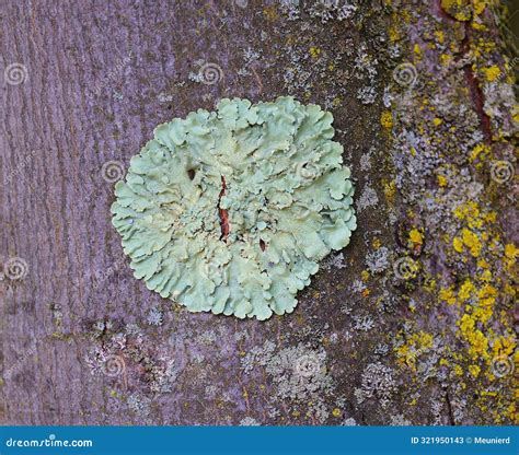 A Lichen Is A Symbiosis Of Algae Or Cyanobacteria Stock Image Image Of Bark Closeup 321950143