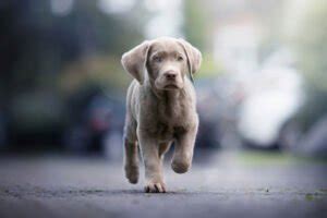 Silver Labradors All You Need To Know About This Rare Breed