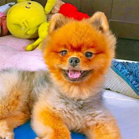 คนรักปอม By Katoon ใครตัดทรงหมี มาอวดหน่อยครับ💕