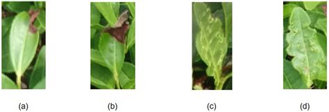Yolo Tea A Tea Disease Detection Model Improved By Yolov5