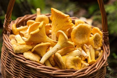 Как приготовить и быстро почистить лисички, не повредив их? - Статьи и ...