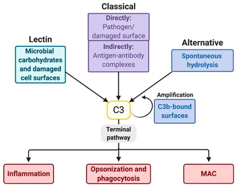 Associations Between The Complement System And Choroidal