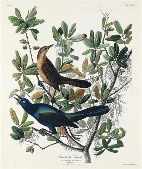Boat Tailed Grackle From Birds Of America 1827 By John James Audubon
