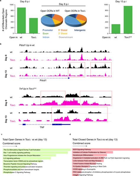 Global And Locus Specific Chromatin Accessibility Difference In The