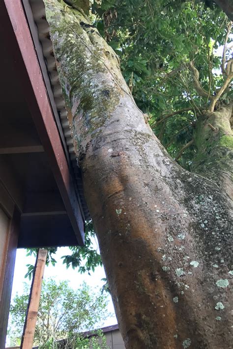 Tree Risk Assessment ClimbingHI