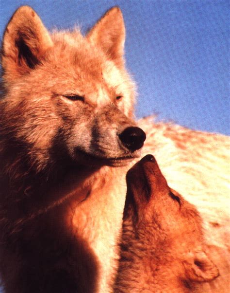 Arctic Wolf
