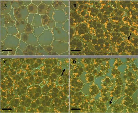 Potato Cell Structure