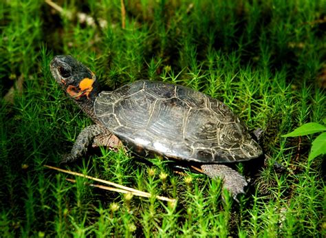 Meet The Bog Turtle Project Bog Turtle