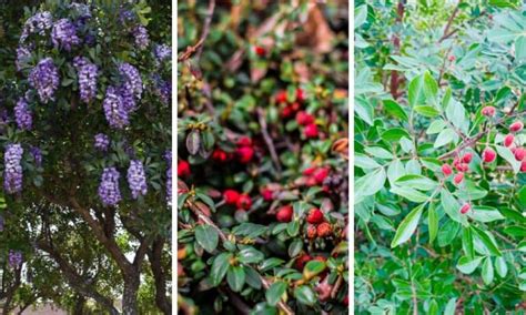 Top 35 Texas Deer Resistant Plants Native Backyards