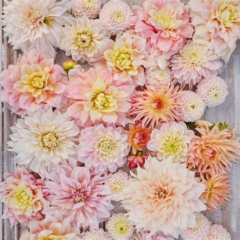 Dahlia Bulbs Sweet Dreams Mix Dahlia Tubers Eden Brothers