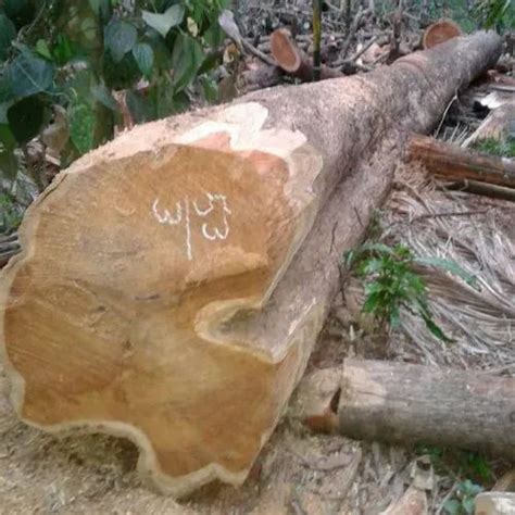 Round Logs At Best Price In India