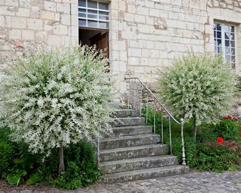 Ива Хакуро нишики – посадка и уход, описание, фото сорта