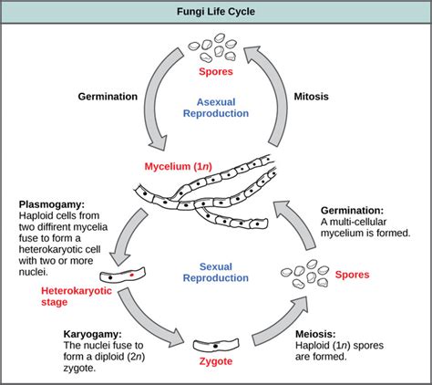 Difference Between Sexual And Asexual Spore ECHEMI