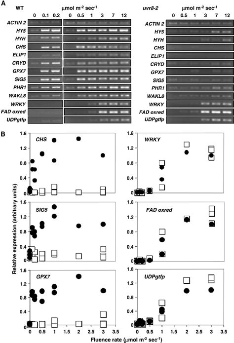Transcript Accumulation In Wild Type And Uvr8 Mutant Under Different Download Scientific