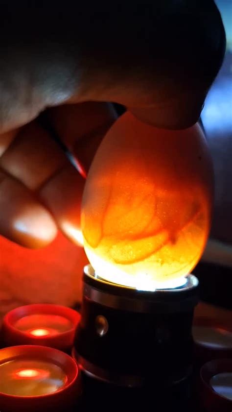 ‎آموزشابریشمیدستگاه جوجهمرغپرنده‎ ‎این تولد با تمام تولدها متفاوت