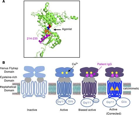 Model Of Activation And Allosteric Modulation Of Casr A Illustration Download Scientific