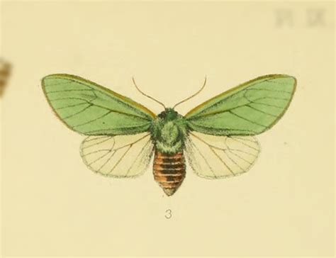 Hypomolis Lymphasea · Inaturalist