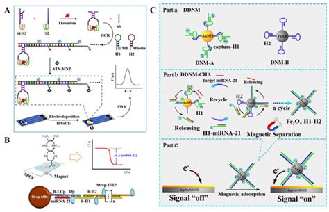 Biosensors Special Issue Advances In Magnetic Particle Based Bioassays