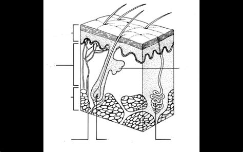 Skin Labeling Diagram Quizlet