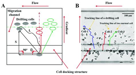 Cell Migration Analysis Method A Schematic Diagram Of The Trajectory Download Scientific