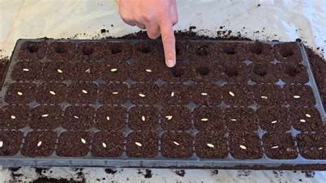The Ultimate Guide To Planting Cucumber Seeds For Optimal Growth Gardener Guidebook