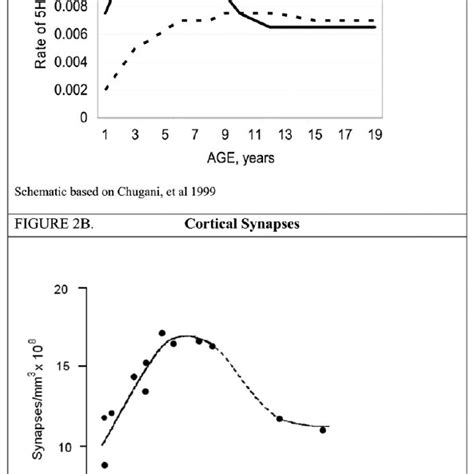 Developmental Similarities In Serotonin Synthesis And Synapse Number
