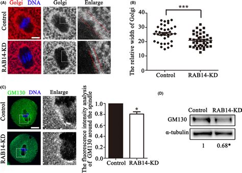Rab14 Knockdown Affects Golgi Apparatus Distribution In Mouse Oocytes Download Scientific