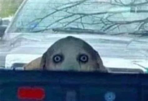 I See Your Rule34 Meme I Raise You A E621 Meme Rmemevideos