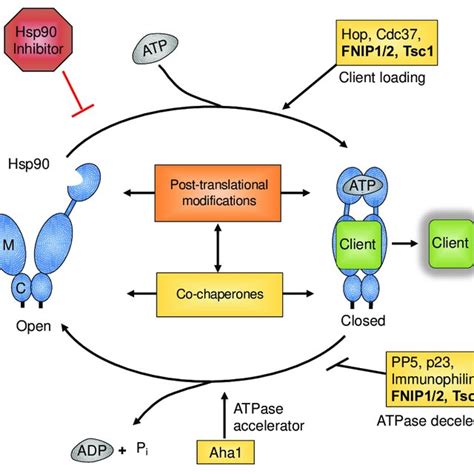 The Hsp90 Chaperone Cycle Open Hsp90 Is Dimerized Only Through