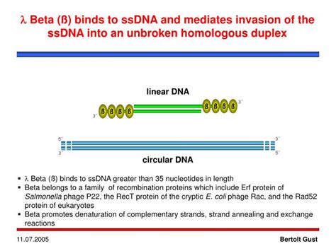 Ppt Lambda Red Recombination Powerpoint Presentation Id 3960528