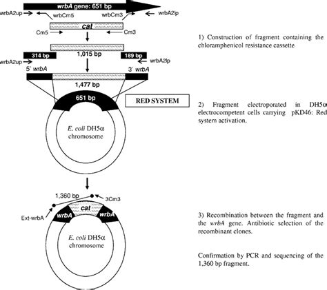 Schematic Diagram Indicating The Positions Of Homologous Recombination