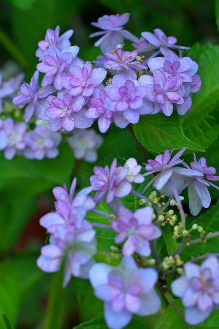 Hydrangea Macrophylla Forma Normalis ‘kakegawanohanabi