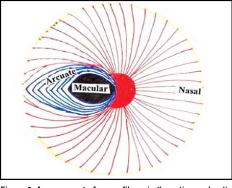 Figure 1 From Pathogenesis Of Arcuate Field Defect In Glaucoma Semantic Scholar