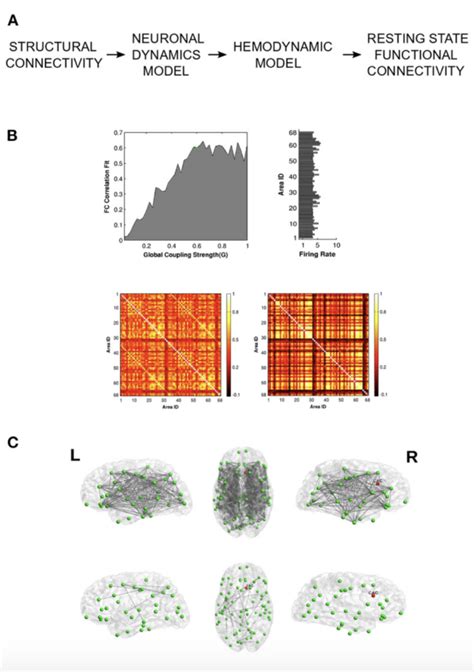 How Computational Neuroscience Simulations Are Powering Innovation
