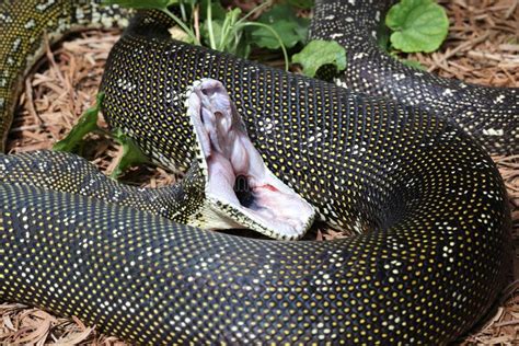 Diamond Python Re Aligning Jaws Stock Image Image Of Reptile Australia 258309831