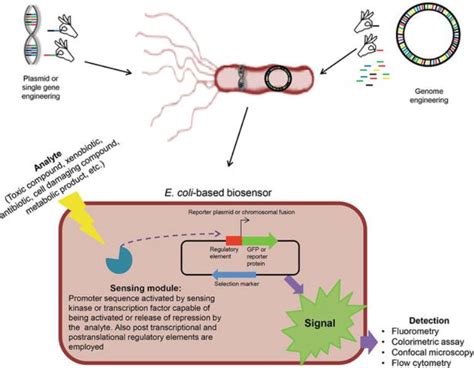 Escherichia Coli E Coli Types And Uses In Biotechnology Studiousguy