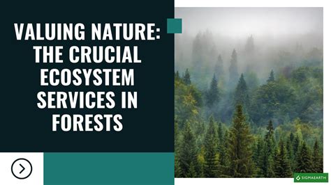 The Crucial Ecosystem Services In Forests Sigma Earth