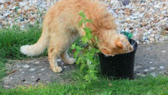 Catnip Repels Insects Scientists May Have Finally Found Out How