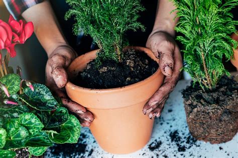 როგორ გამოიყენება საფუარი მეყვავილეობაში დააჩქარეთ მცენარეების ზრდა