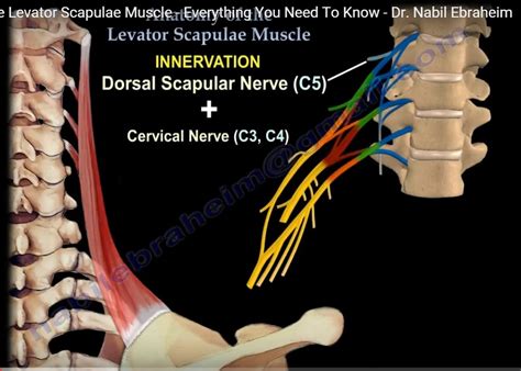 Anatomy Of Levator Scapulae —