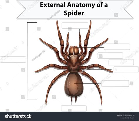 External Anatomy Spider Worksheet Illustration Stock Vector Royalty