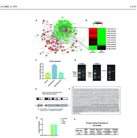 Identification Of A Novel Lncrna Transcript In Ccd A The Regulatory