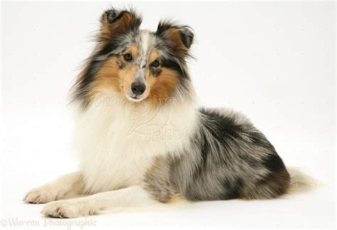 Blue Merle Shetland Sheepdog Sheltie Photo Wp11761