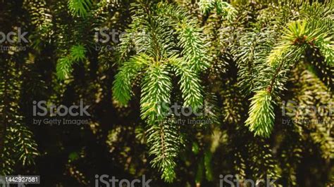 크리에이 티브 레이아웃 크리스마스 트리 분기의 만든입니다 플랫이 하다 자연 새 해 개념입니다 0명에 대한 스톡 사진 및 기타 이미지 Istock