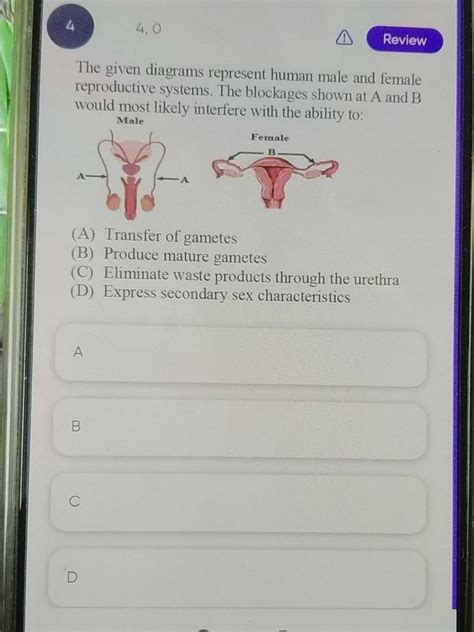 4 Review The Given Diagrams Represent Human Male And Female Reproductive
