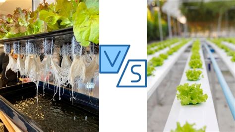 Cultivating Innovation Nft Vs Dwc Hydroponics Explored